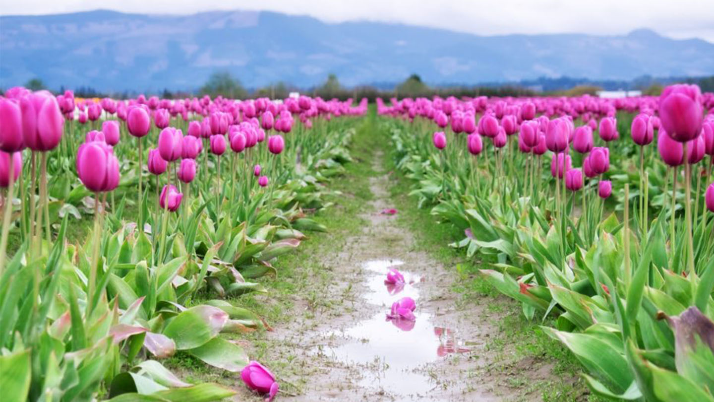 Landscape Gradients - ON1 - ON1