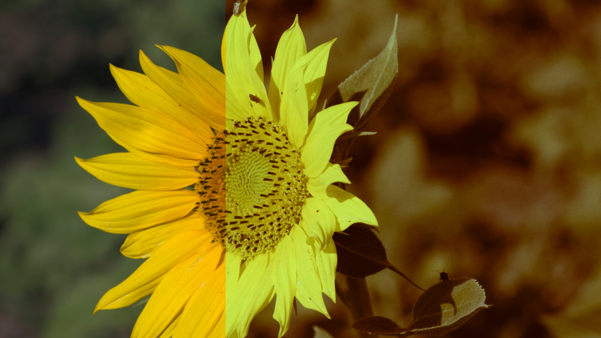Best Photo Effects | Discover the Best Filters for Photos & How to ...