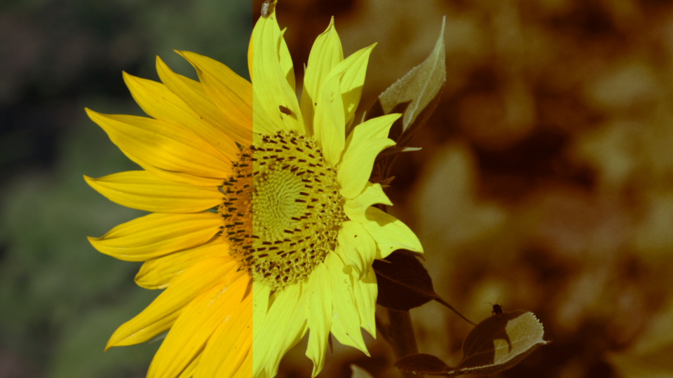 Best Photo Effects | Discover the Best Filters for Photos & How to ...