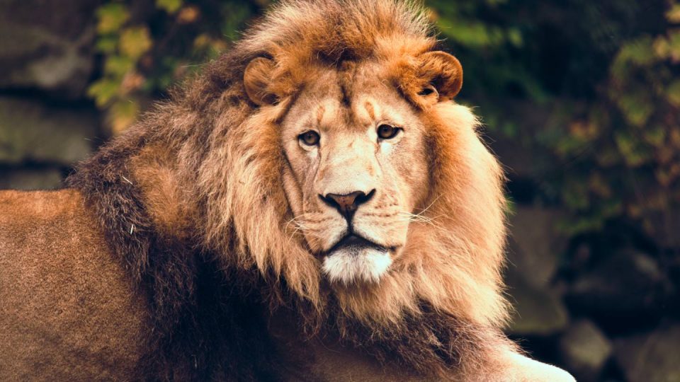 LUTs - Creative Library - ON1