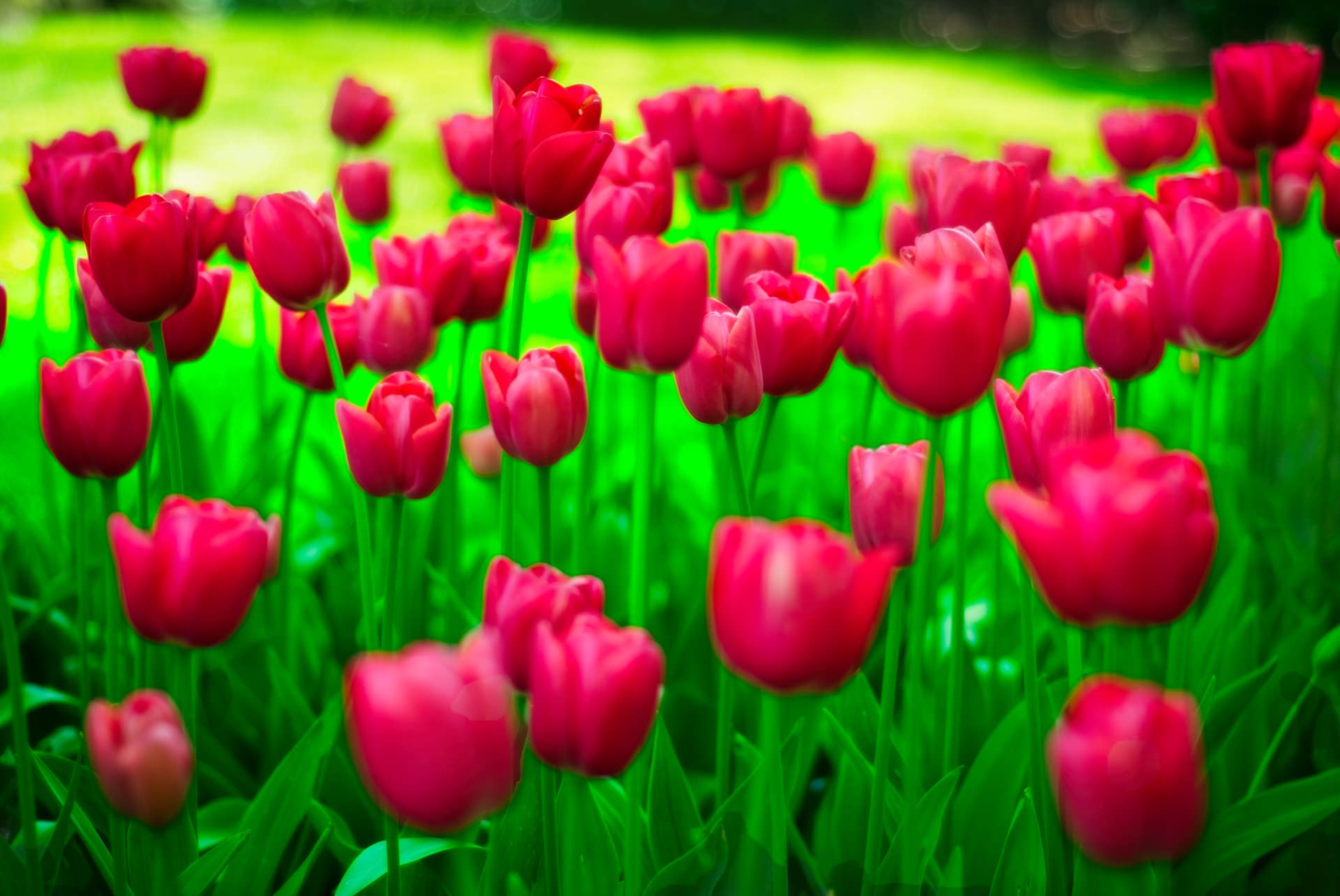 Springtime AI Presets - ON1