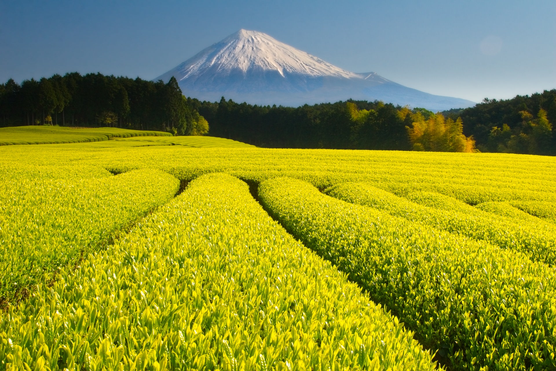 Springtime AI Presets - ON1