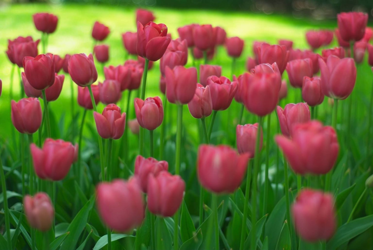 Springtime AI Presets - ON1