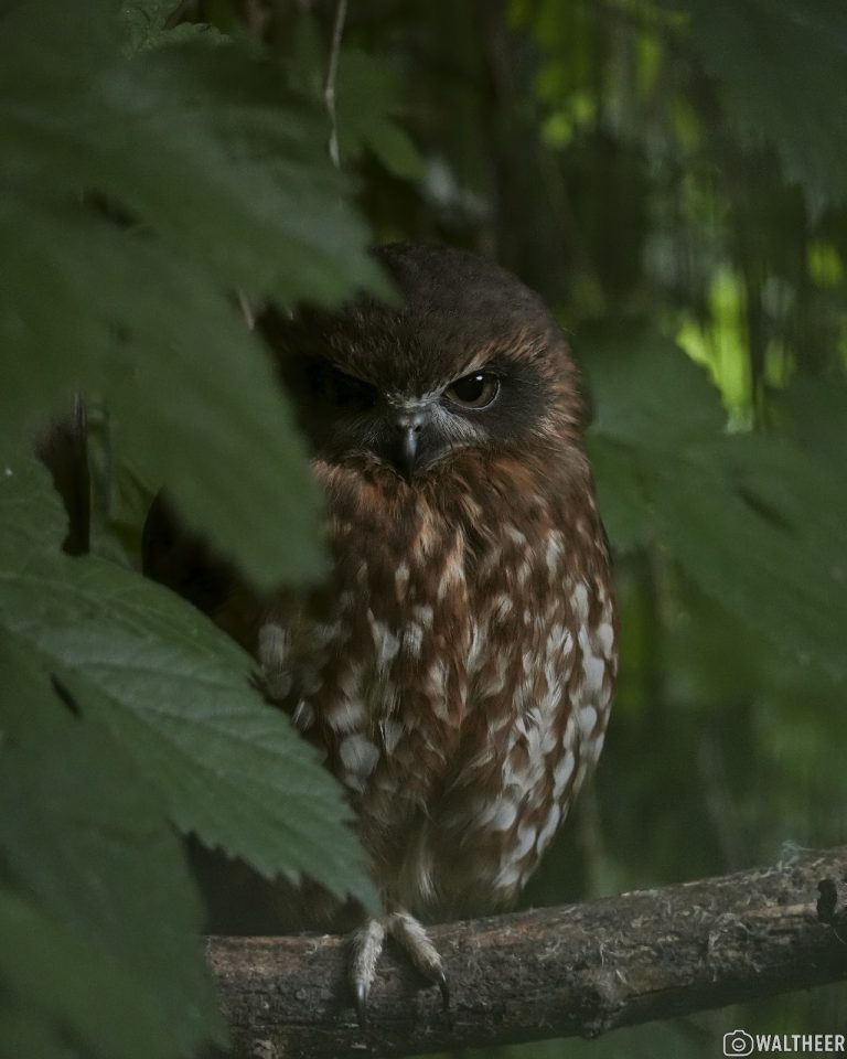 Suspicious Owl - ON1