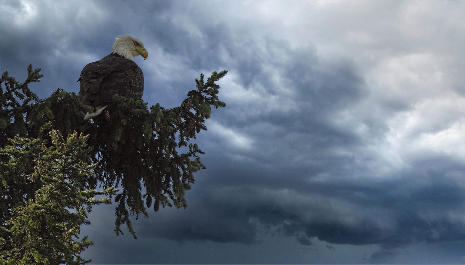 “Eagle Perch” - ON1