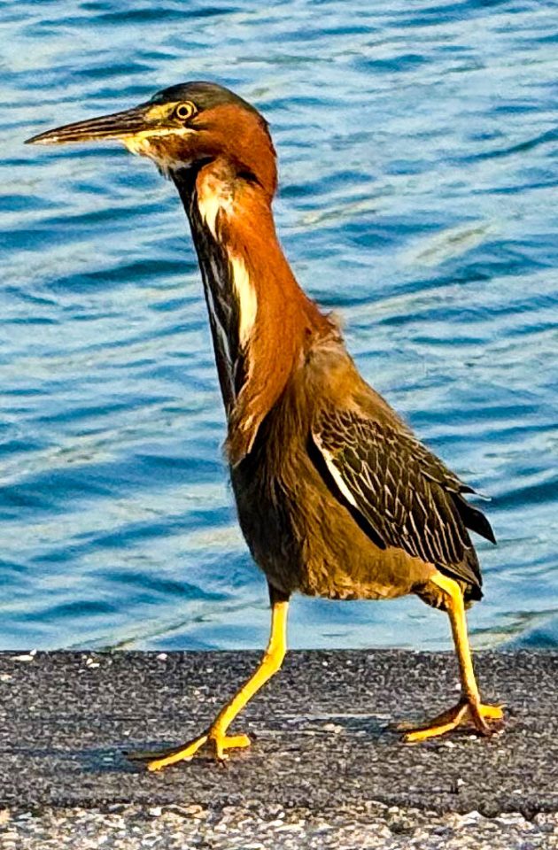 Interesting bird - ON1