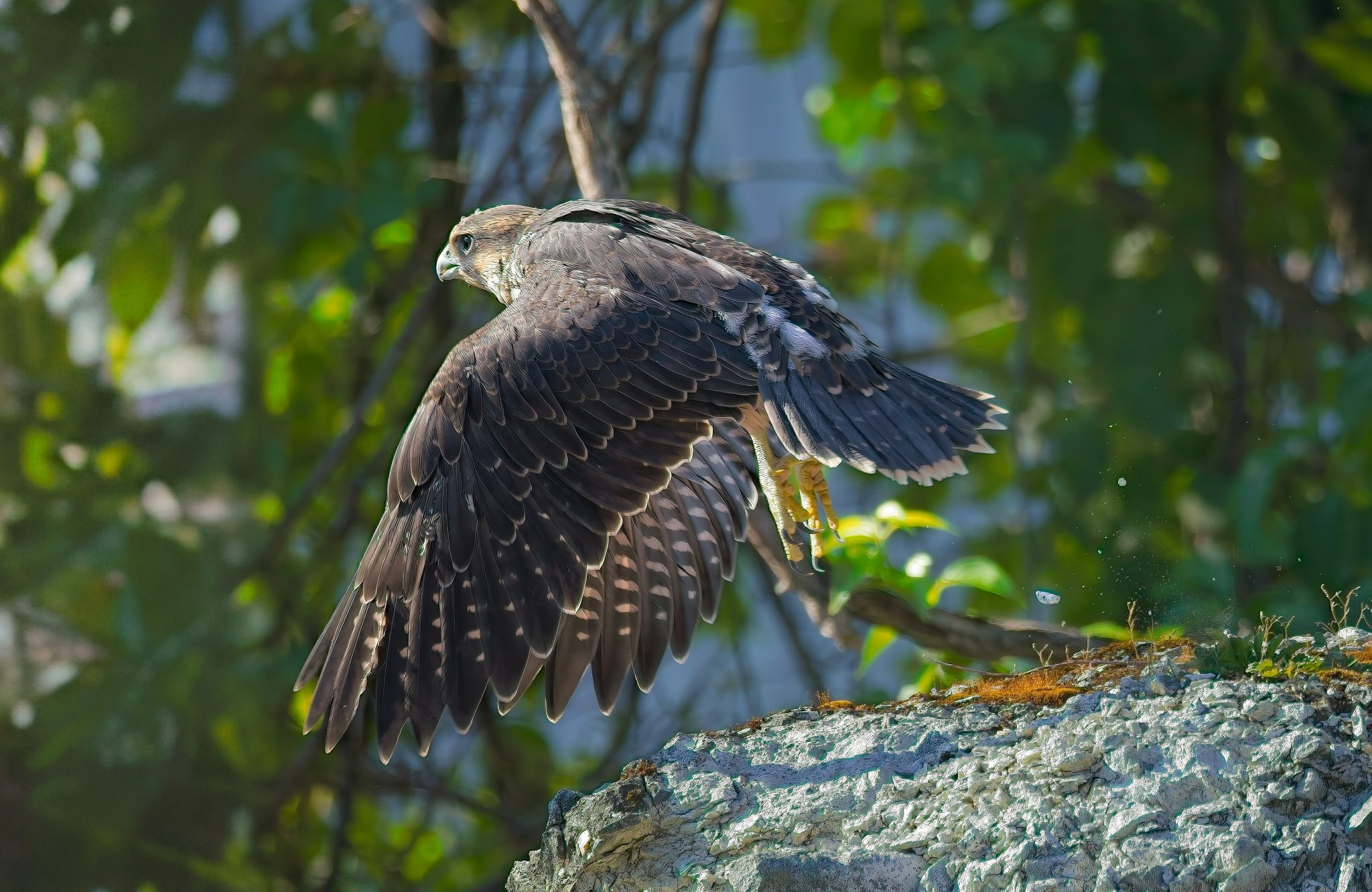 Peregrine Falcon Fledgling - ON1