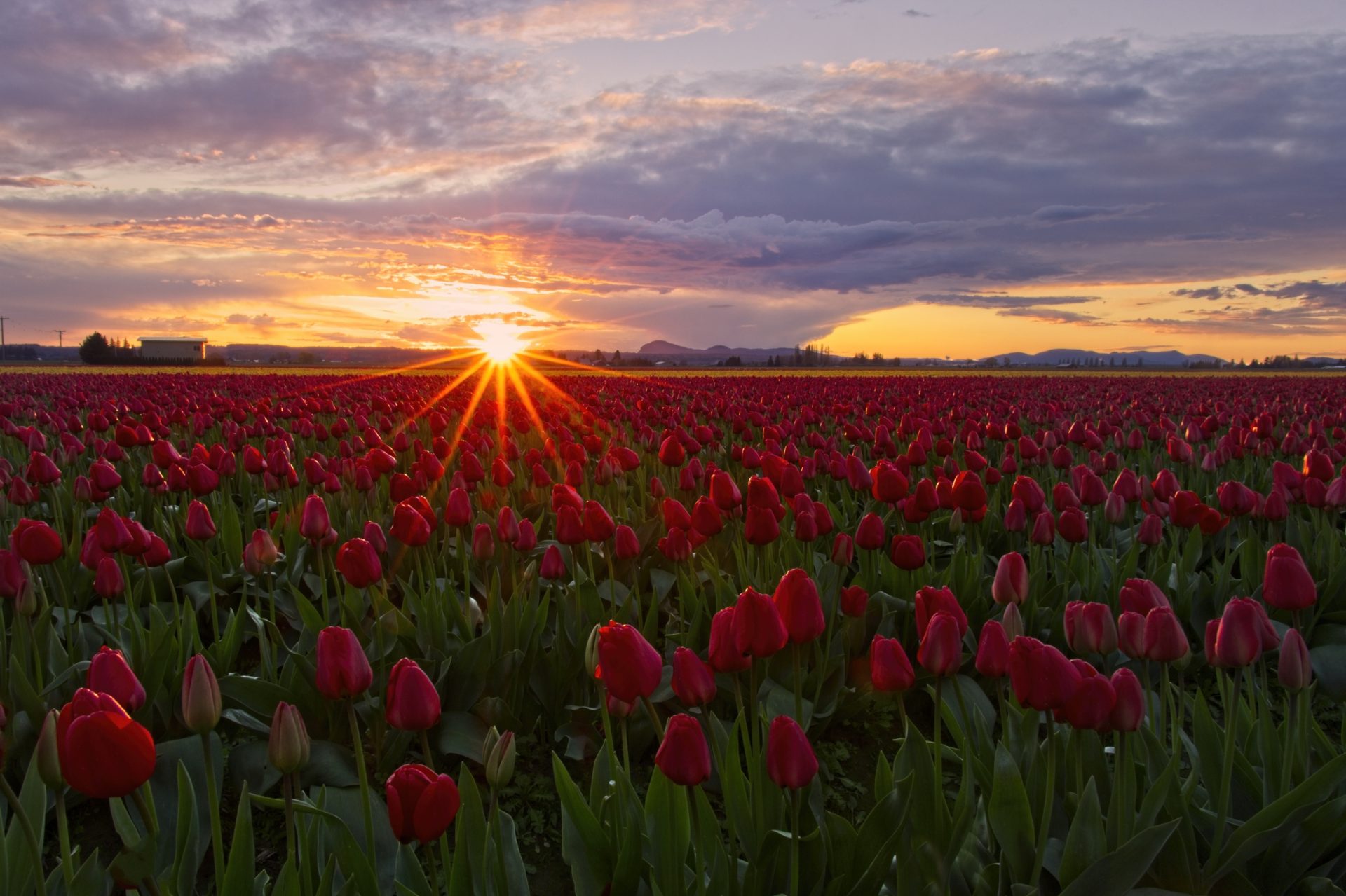 Tulip Sunset - ON1