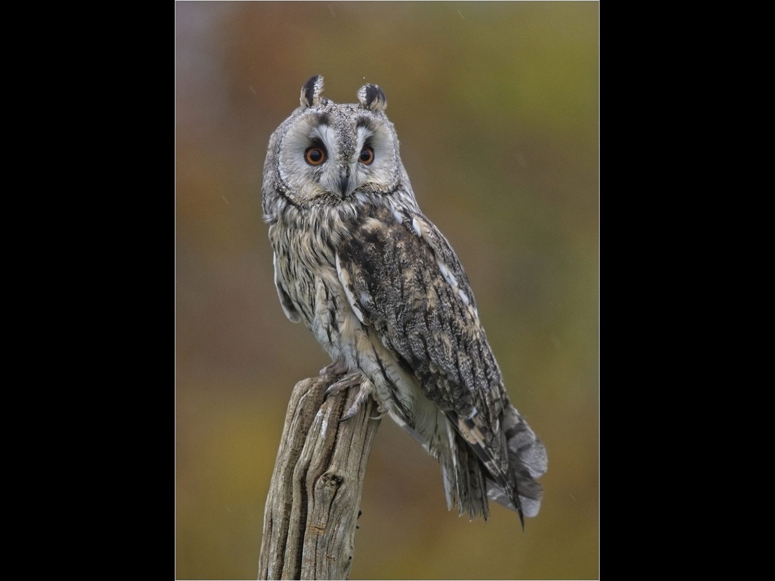 Long Eared Owl - ON1