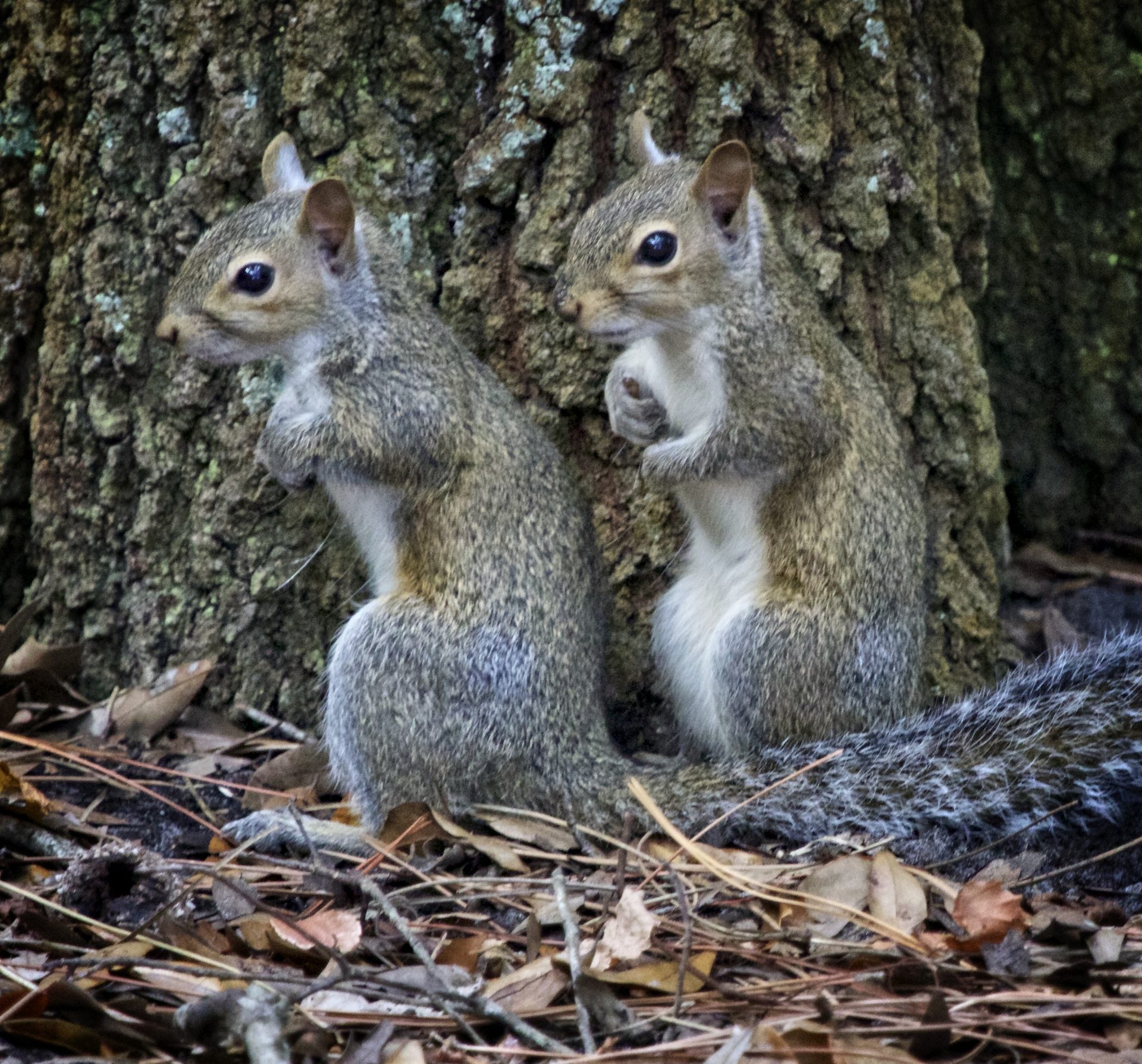 Squirrel pals - ON1