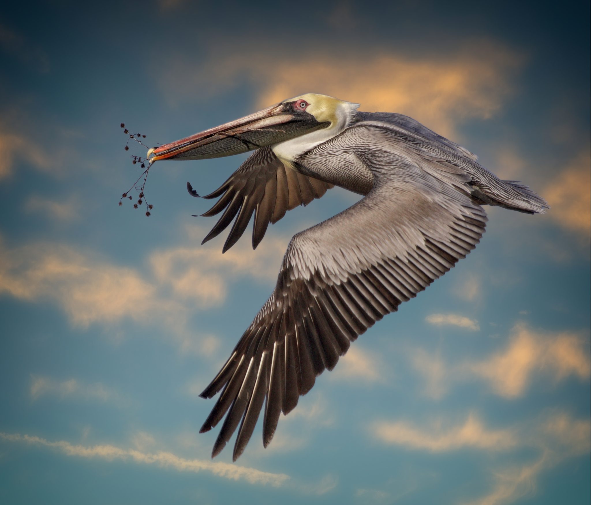 Pelican with nesting materials - ON1