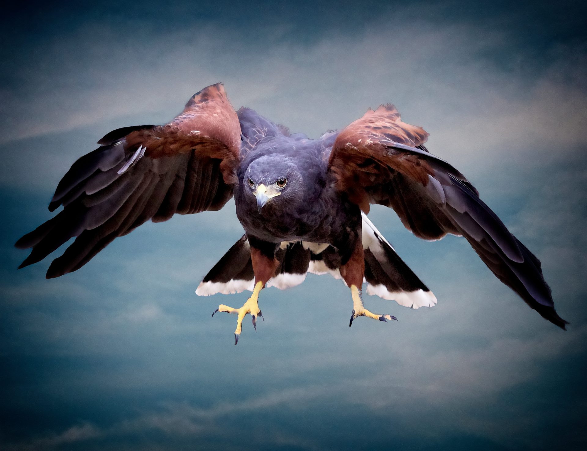 Harris Hawk in flight - ON1