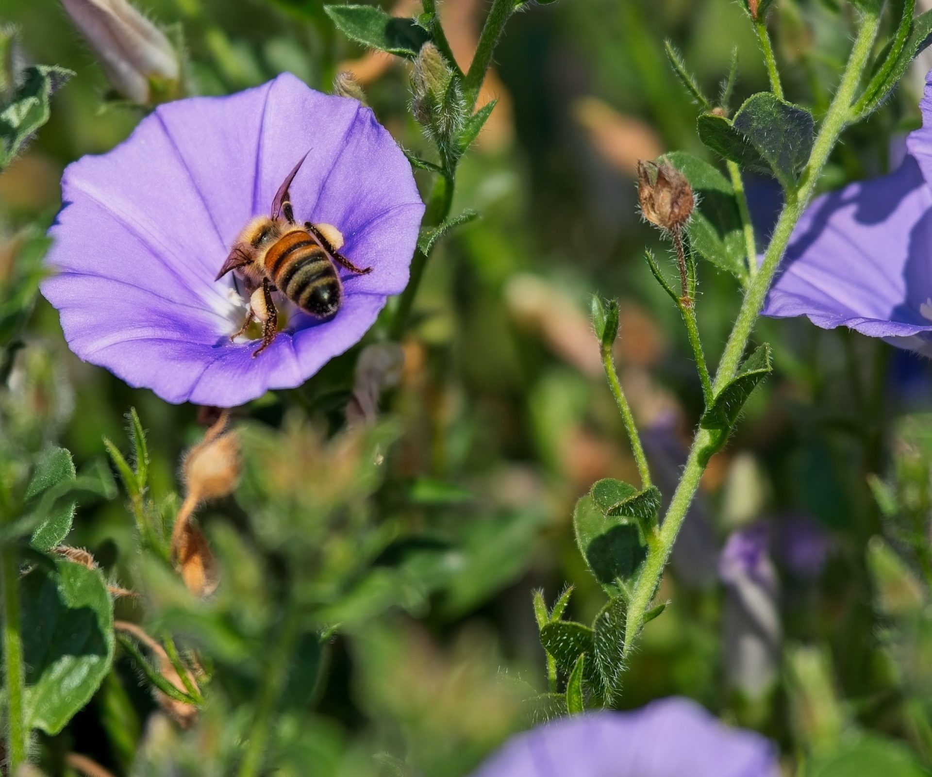 Bee hard at work - ON1