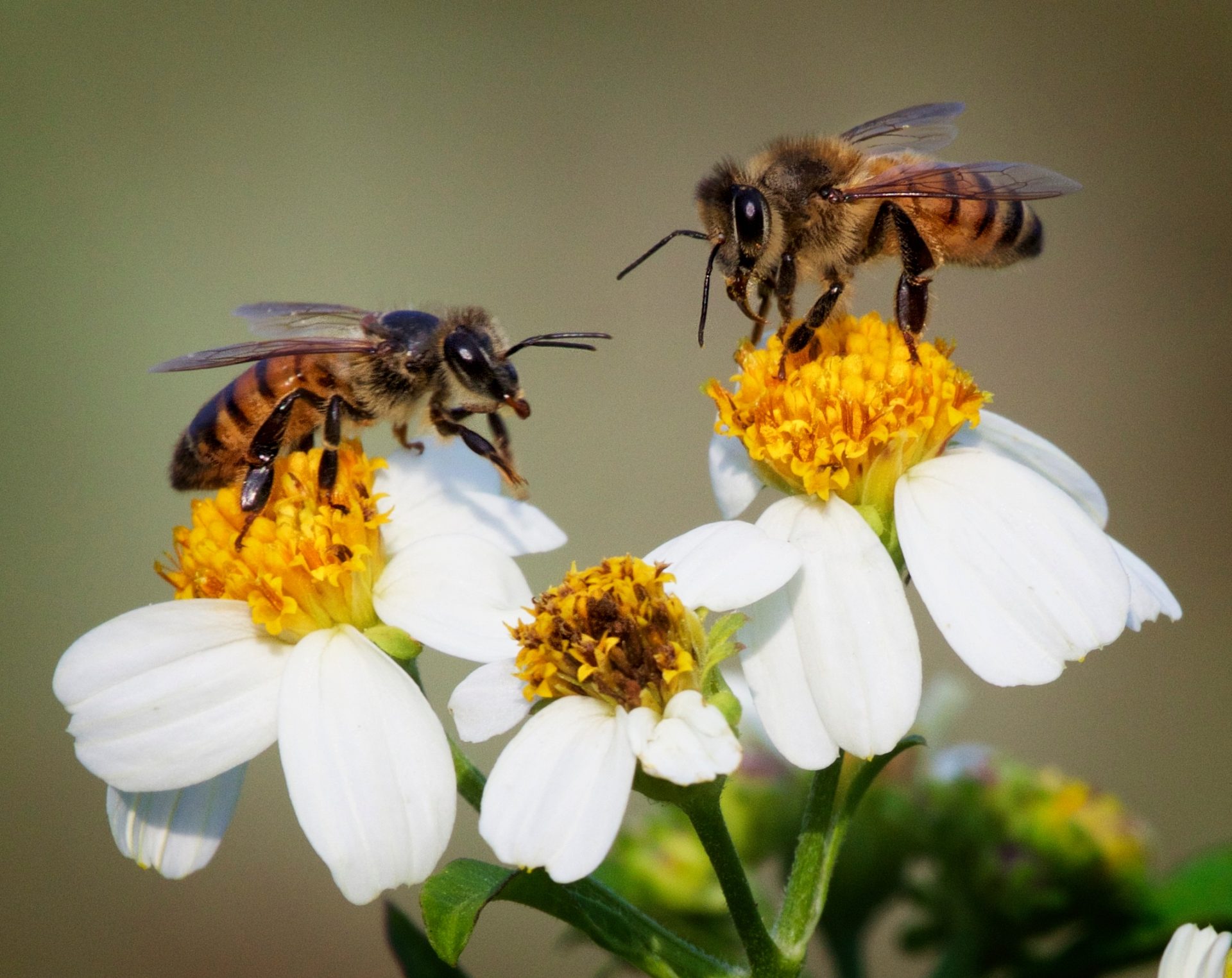 Pollination time - ON1