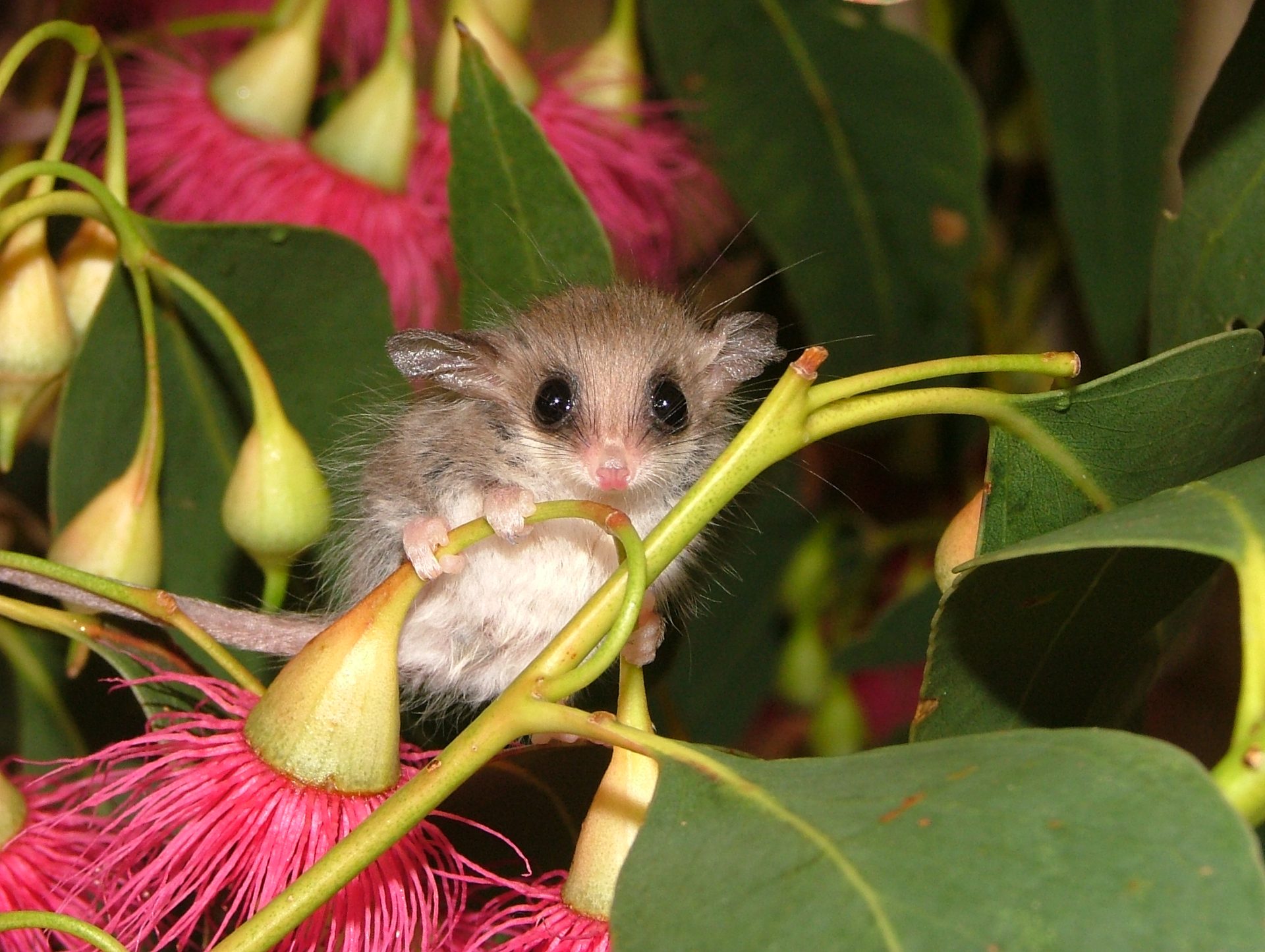 Pygmy Possum - ON1