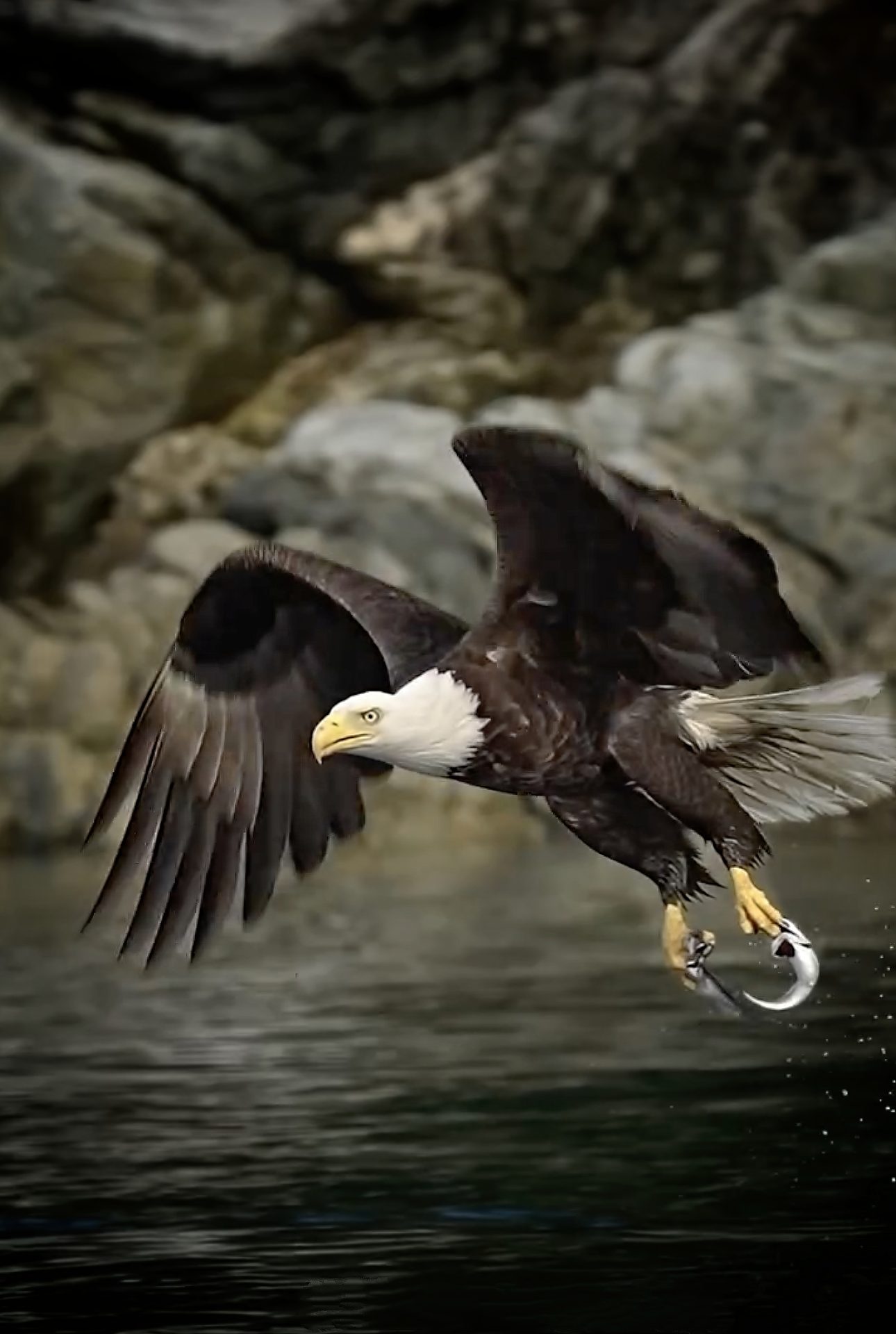 Bald eagle with two fish - ON1