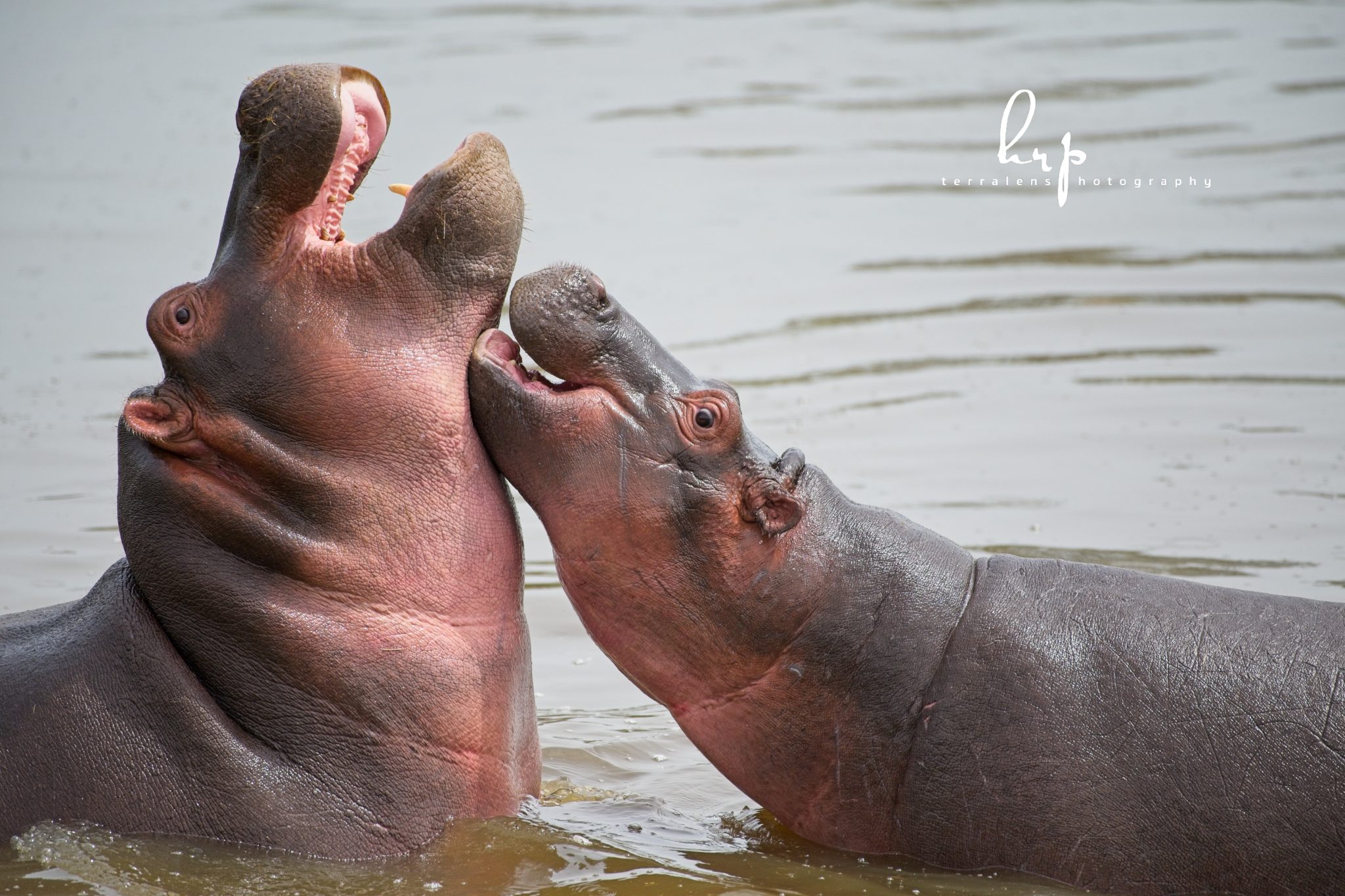 Hippo Hug - ON1