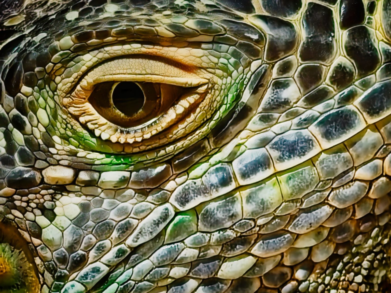 Cold – Blooded Stare - ON1