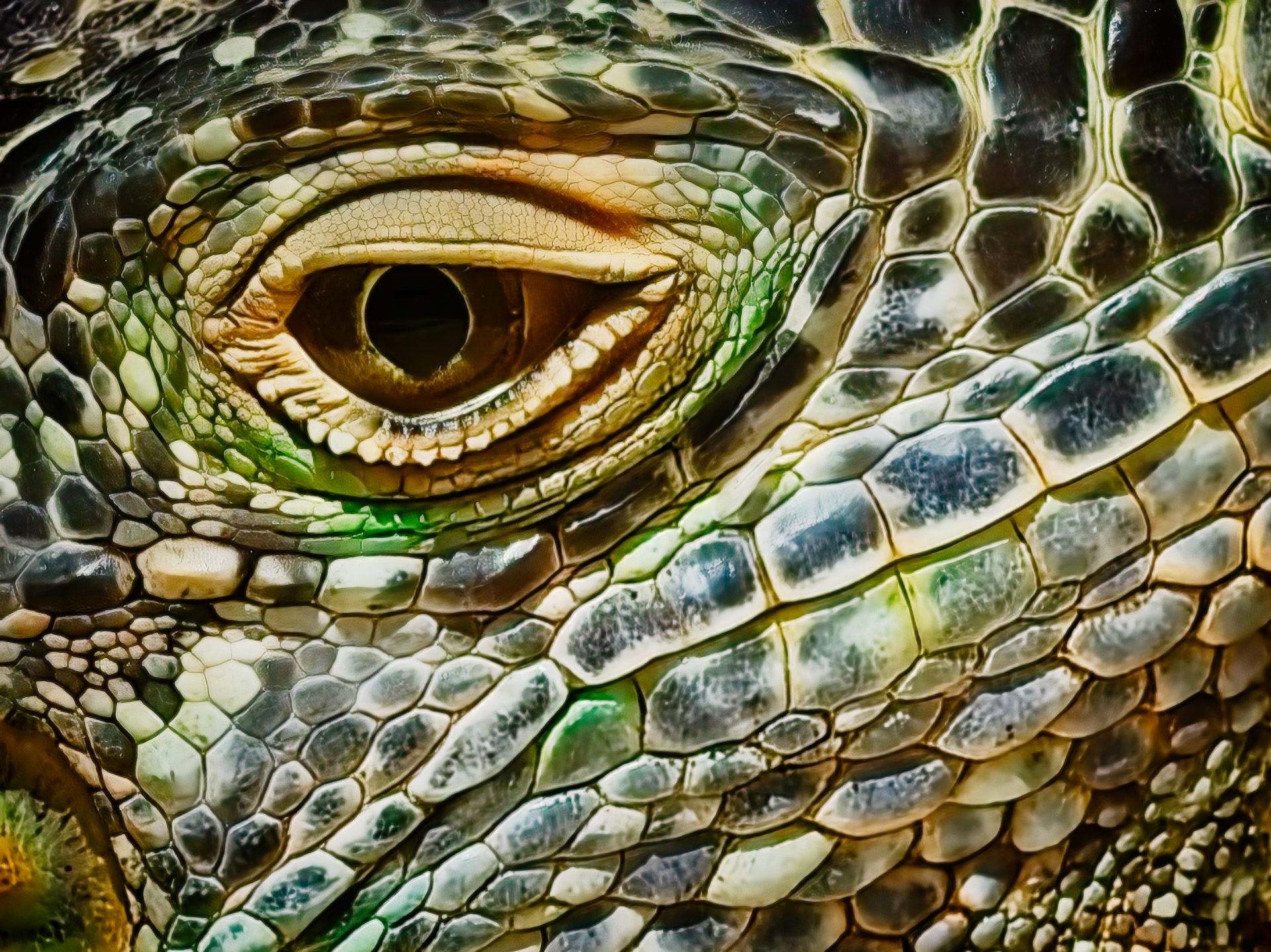 Cold – Blooded Stare - ON1