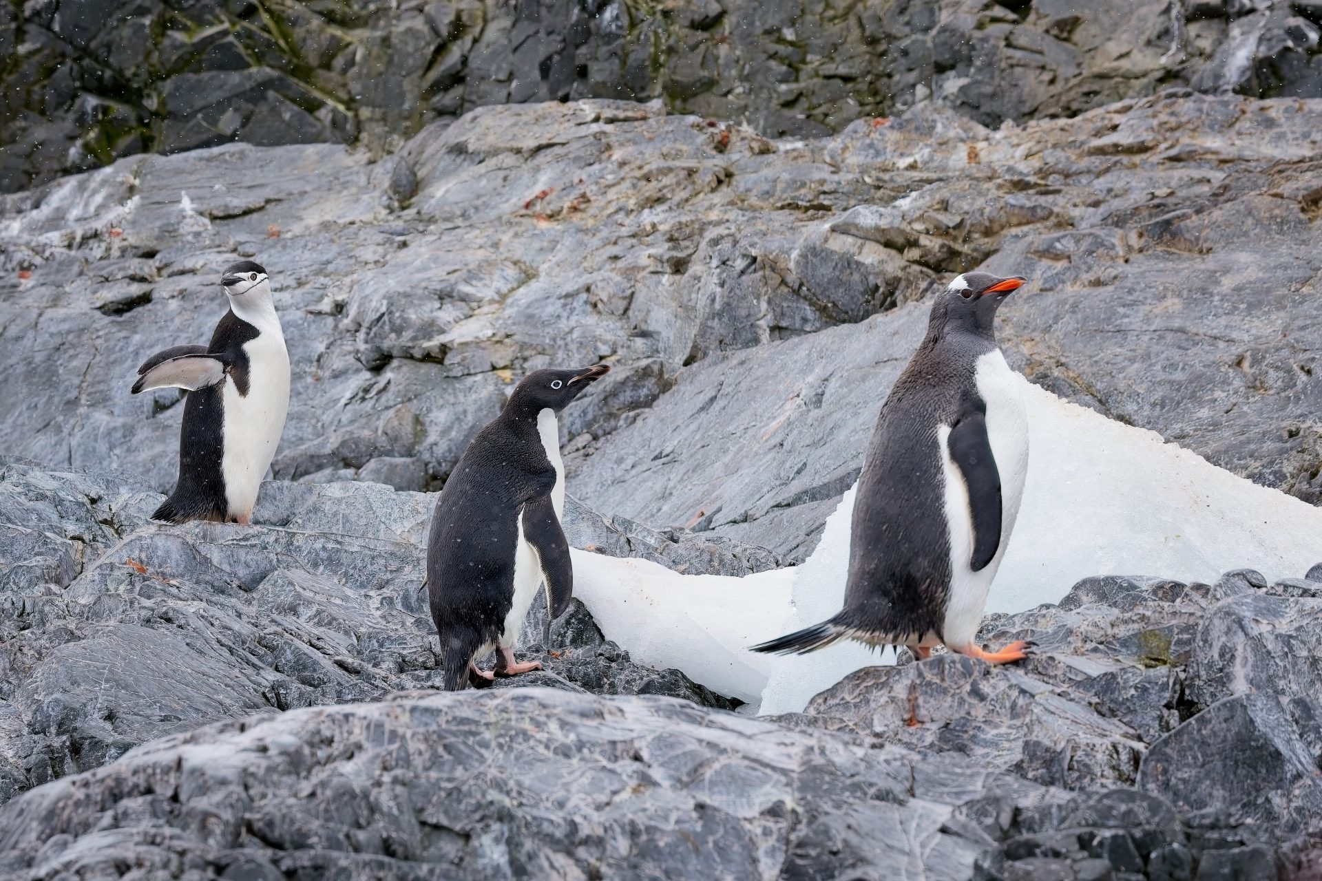 Three species of penguins together on a rock - ON1