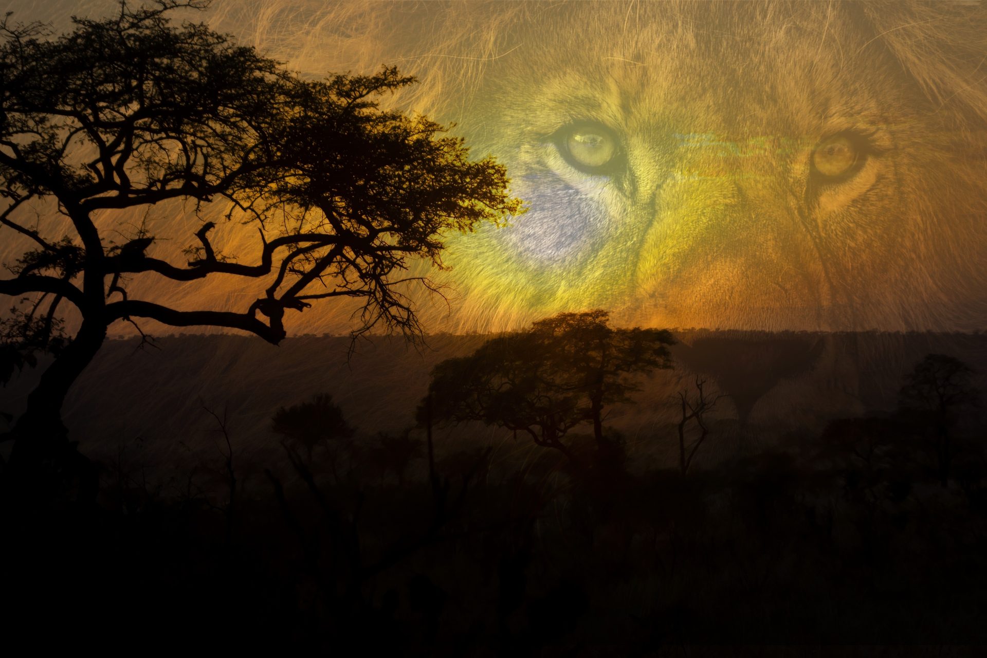 Lion in sunset-Double Exposure - ON1 Plus Community Gallery - ON1