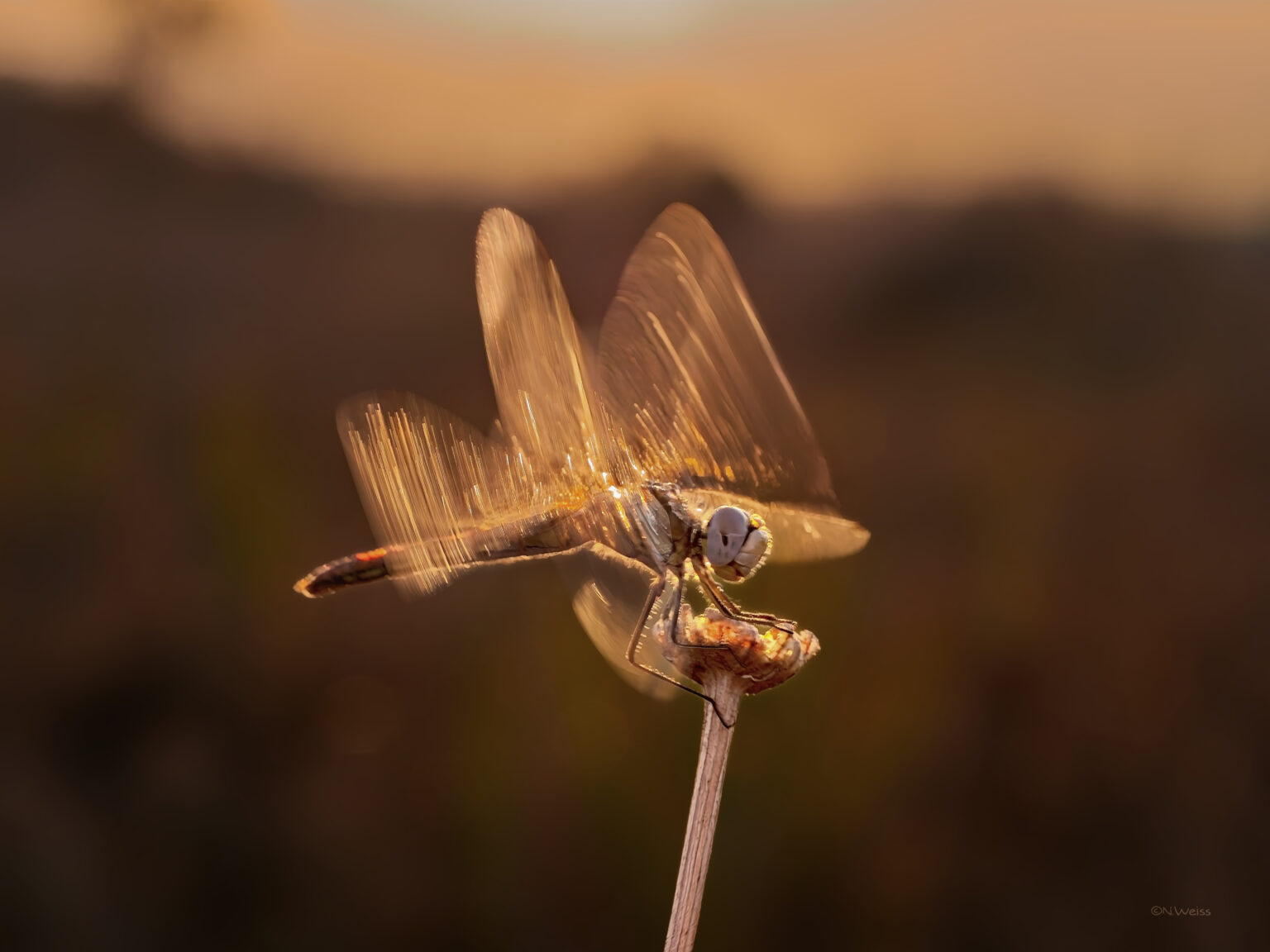 A dragonfly shakes the dewdrops off its wings. - ON1