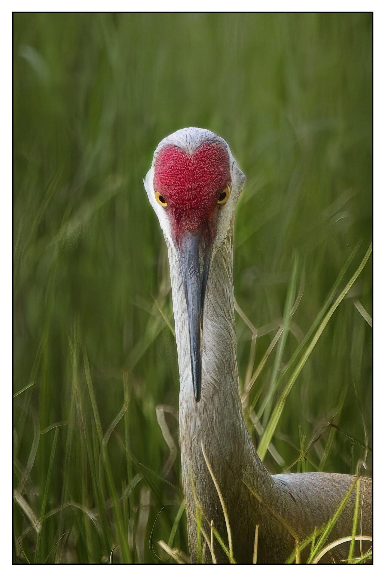 Sandhill Crane Stare - ON1