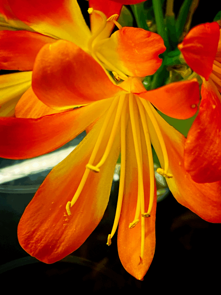 Winter Flower - ON1
