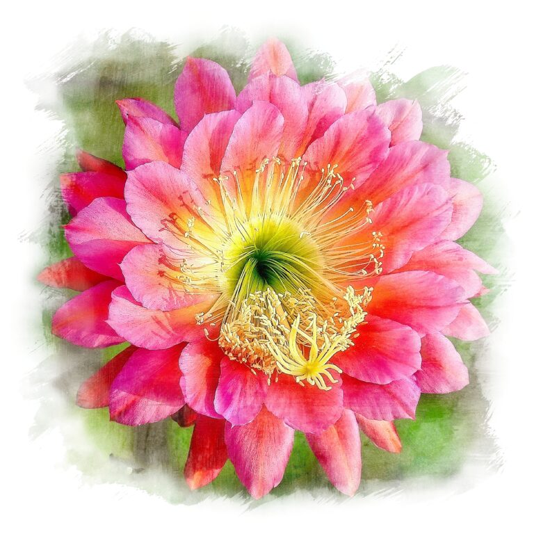 Flying Saucer Bloom - ON1