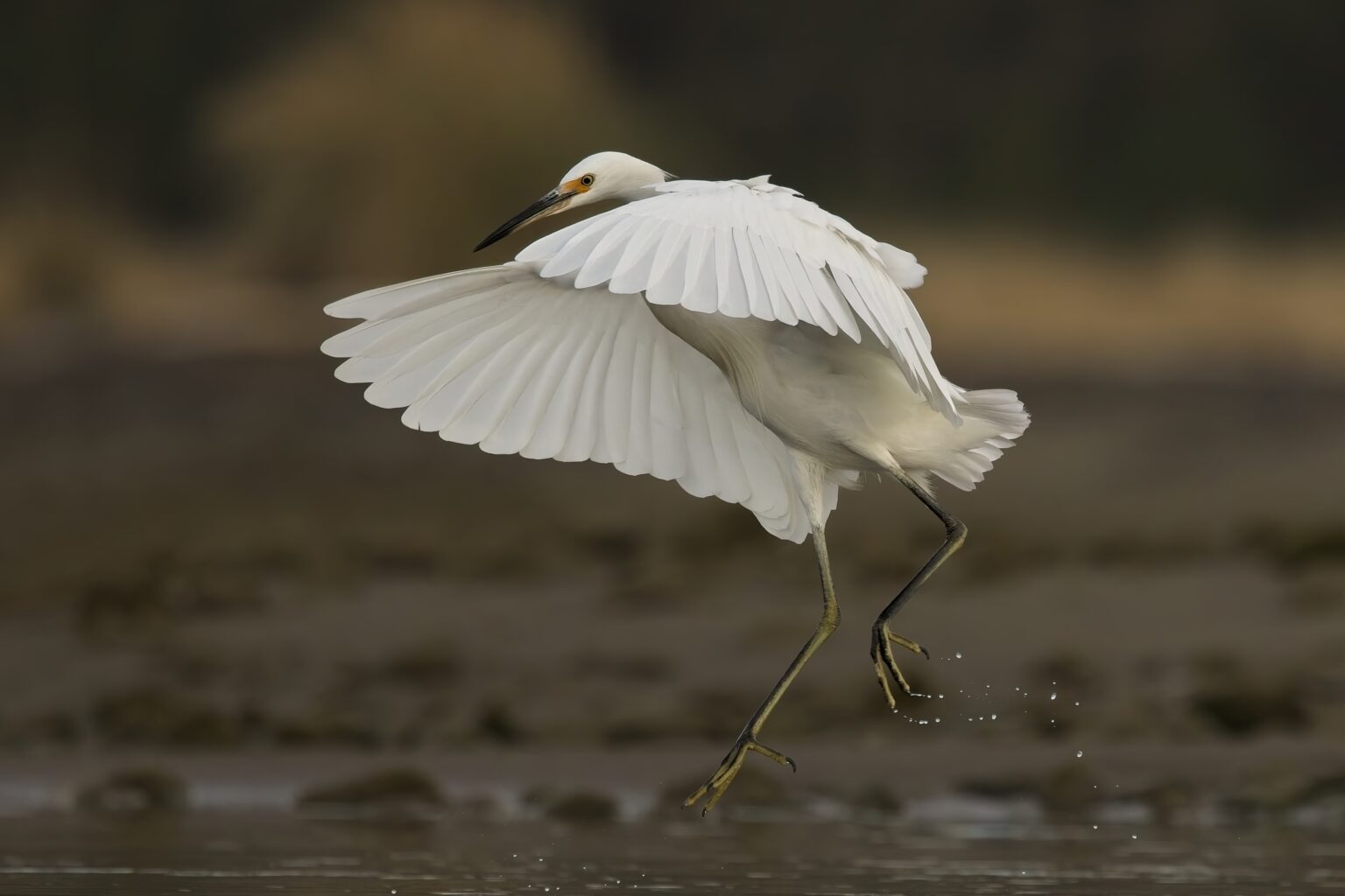 Dancing egret - ON1
