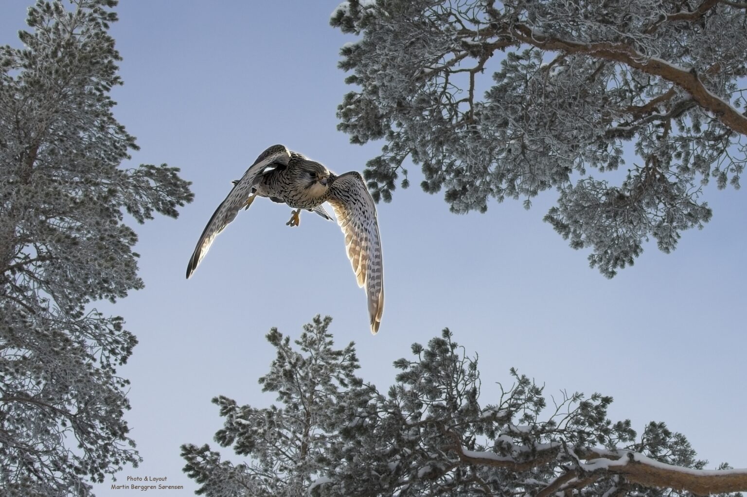 Kestrel among winterpine - ON1