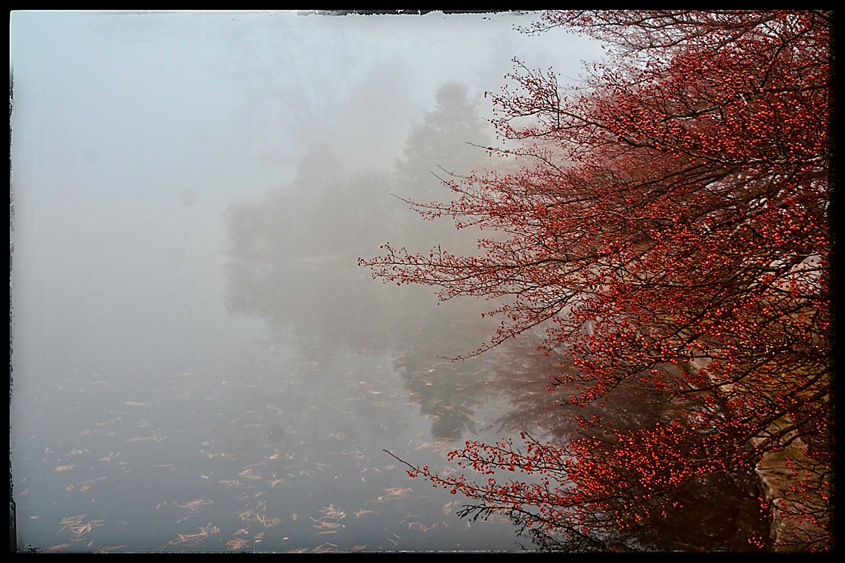 Foggy Lake - ON1