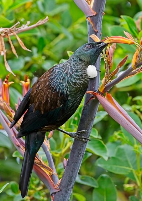 Tui Feeding - ON1
