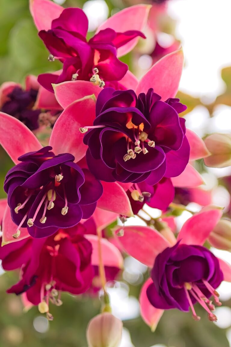 Royal Fuchsia - ON1