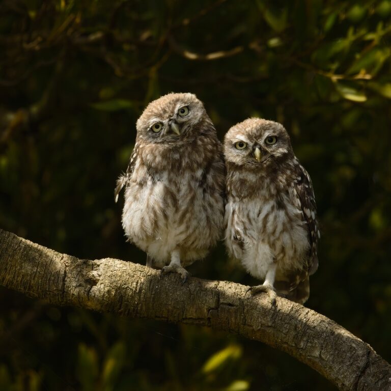Curious - ON1