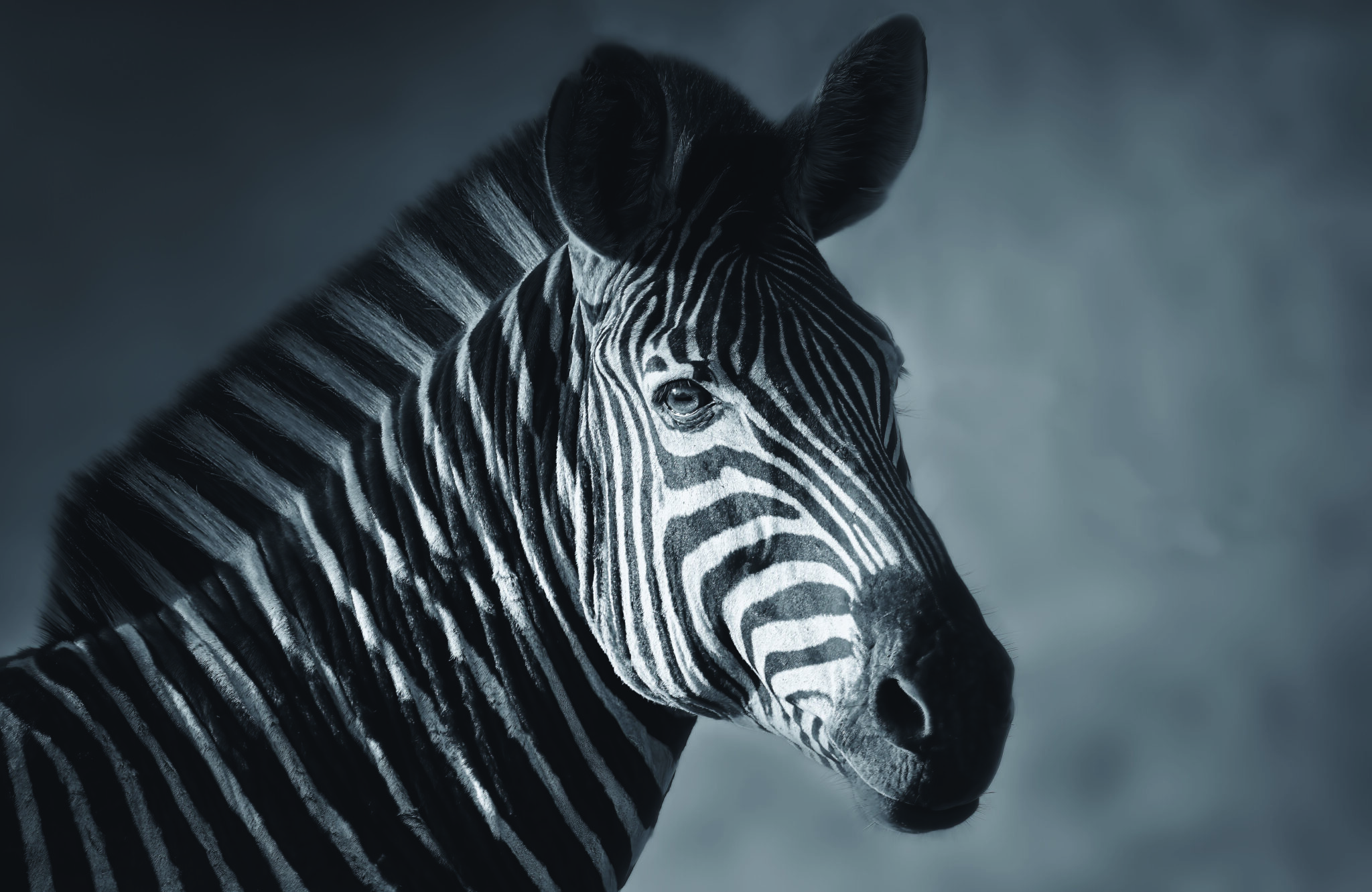 Zebra portrait - ON1