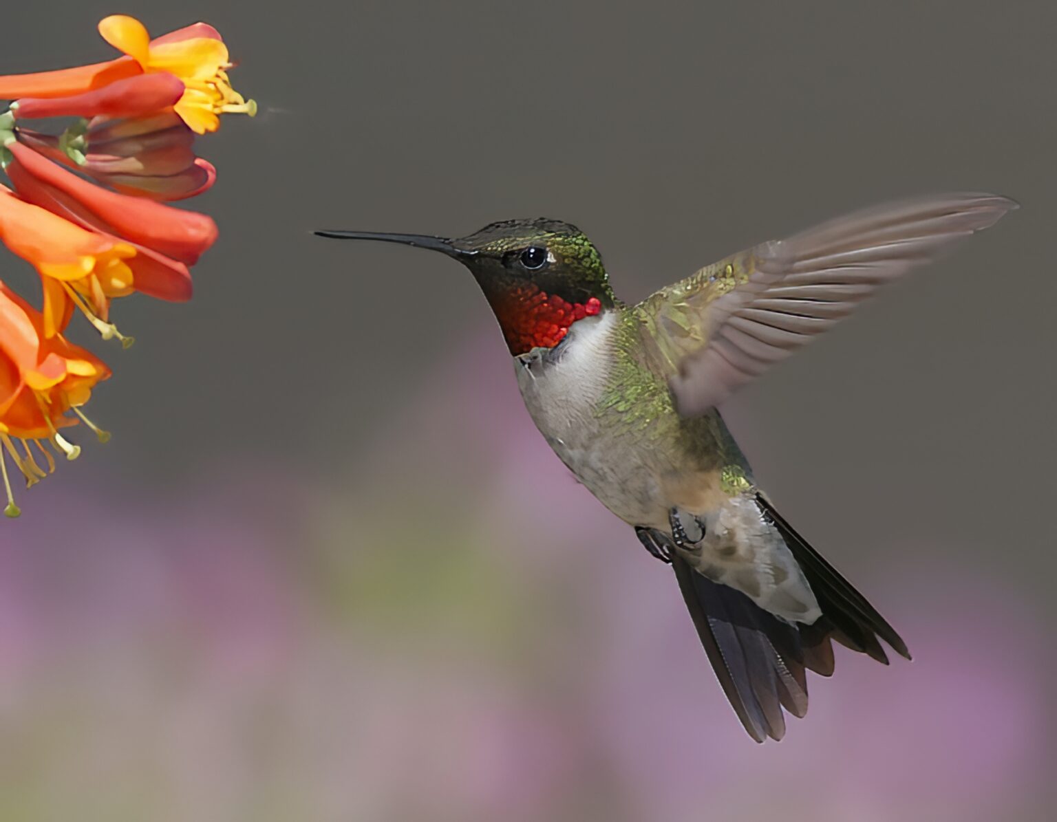 Hummer in Flight - ON1