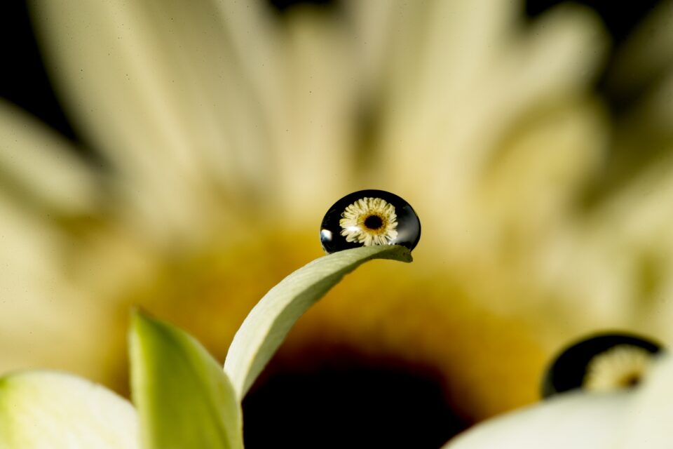 Water droplet on a flower. - ON1