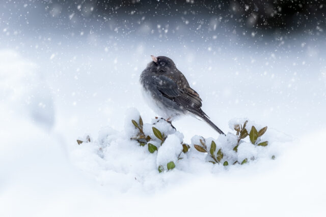 Dark-eyed Junco in snow - ON1