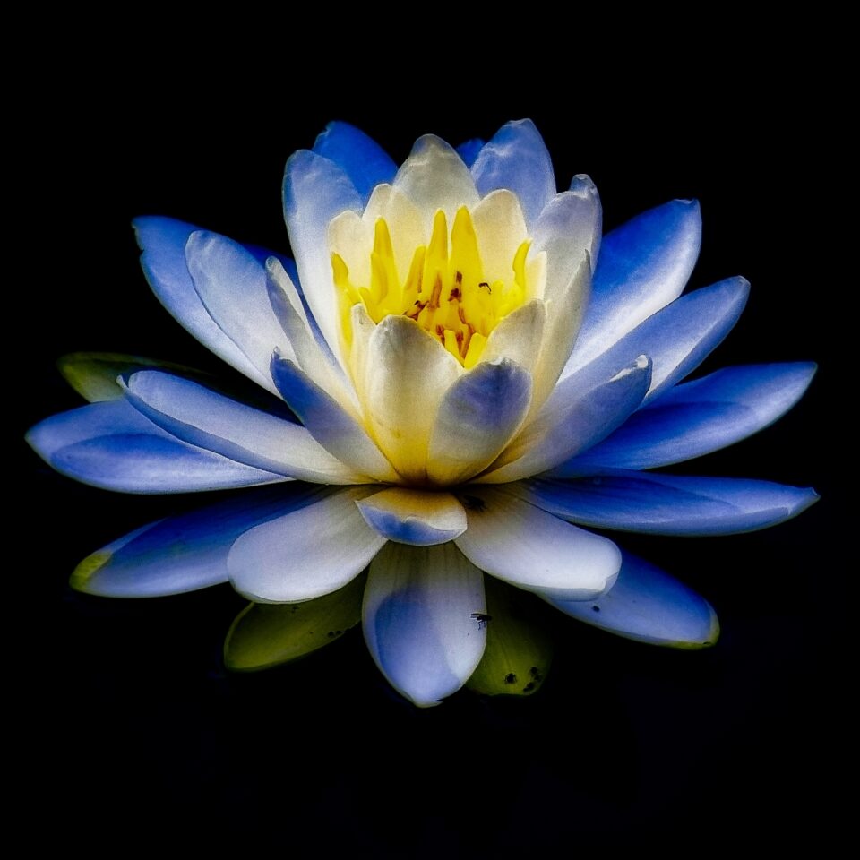 Water Flower - ON1